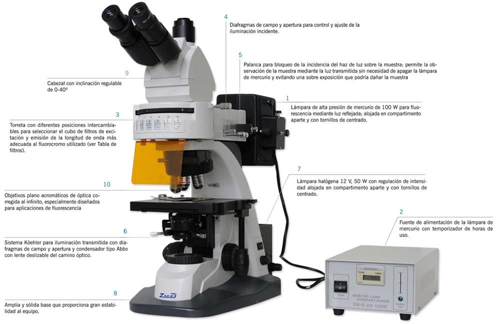 Microscopio Epifluorescencia triocular, serie 158-358, revolver ...
